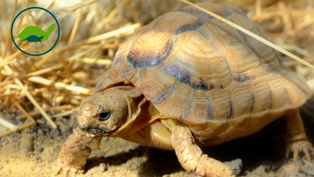Epic Tortoise Fight - YouTube