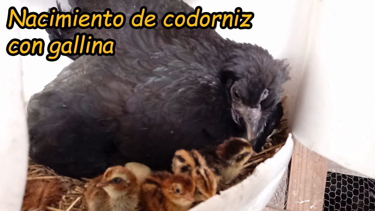 Nacimiento de codornices con gallinas enana - Quail hatchling with ...
