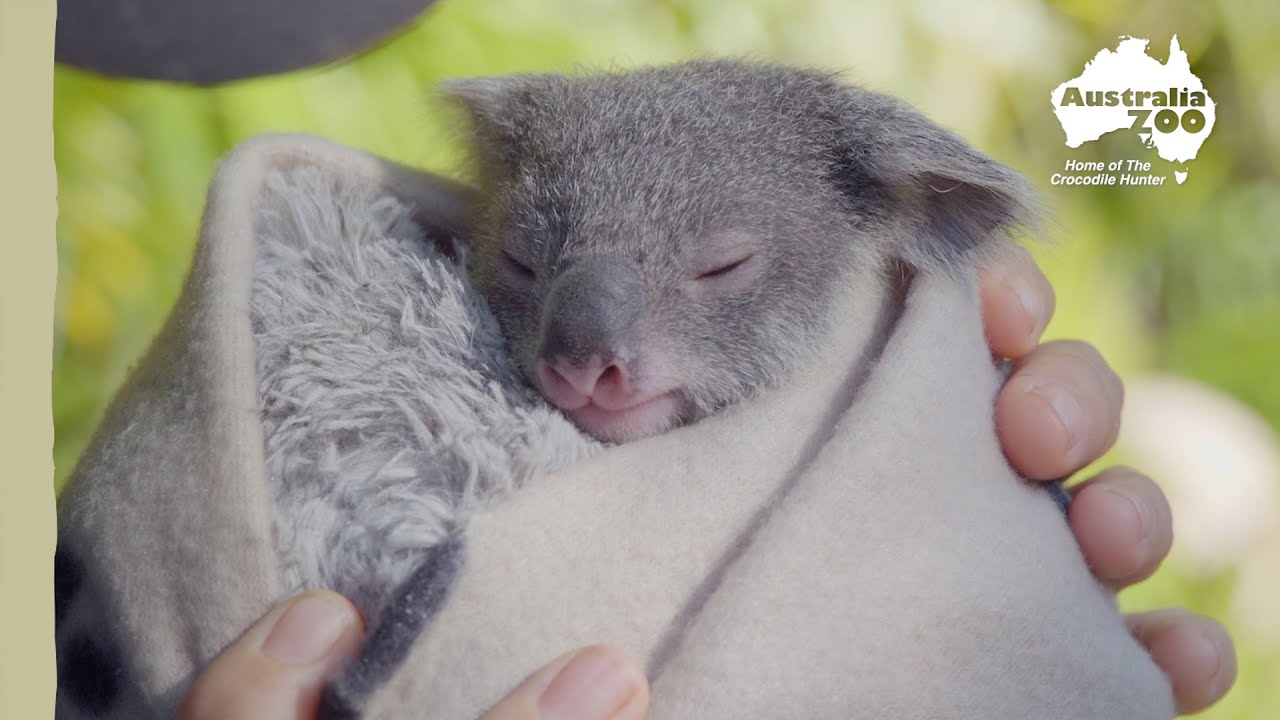 Cute Baby Australian Animals