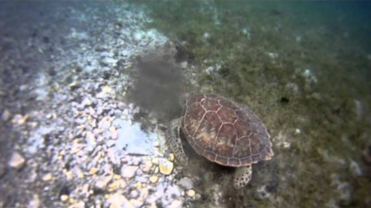 Sea Turtle - St. John, USVI - YouTube