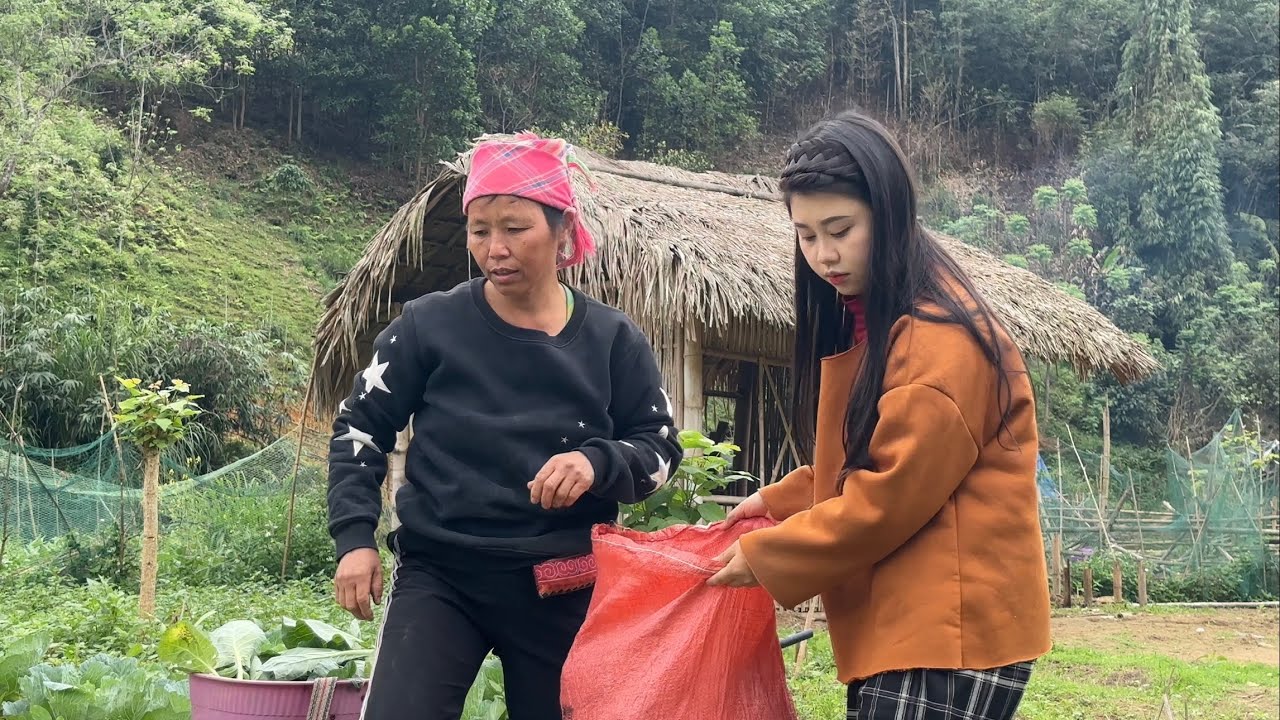 Failed vegetable garden: cut down and sold to villagers to raise pigs ...