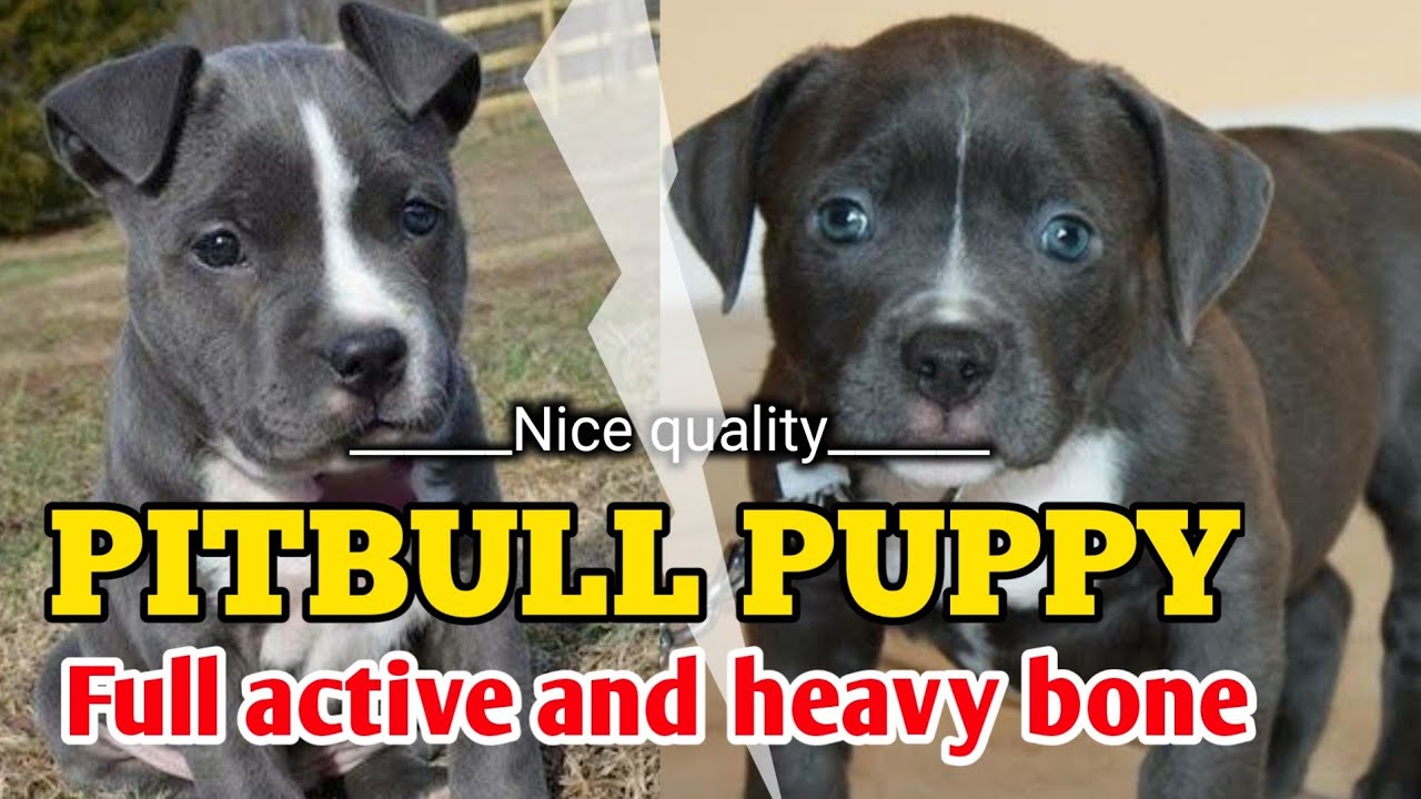 Pitbull puppy heavy bone nice quality | affordable price | pitbull ...