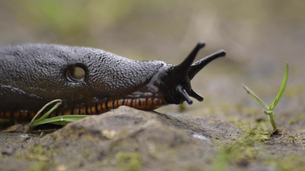 Slug opens and closes hole in its body - YouTube
