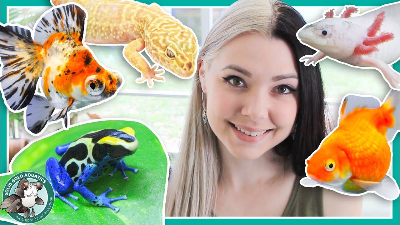 All My Pets in One Video! - YouTube