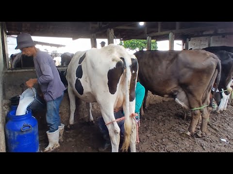TIRANDO LEITE DE MAS 80 VACAS NA FAZENDA E TODAS DISPONÍVEIS MEDIA 25 LITROS DE LEITE 02 08  2025
