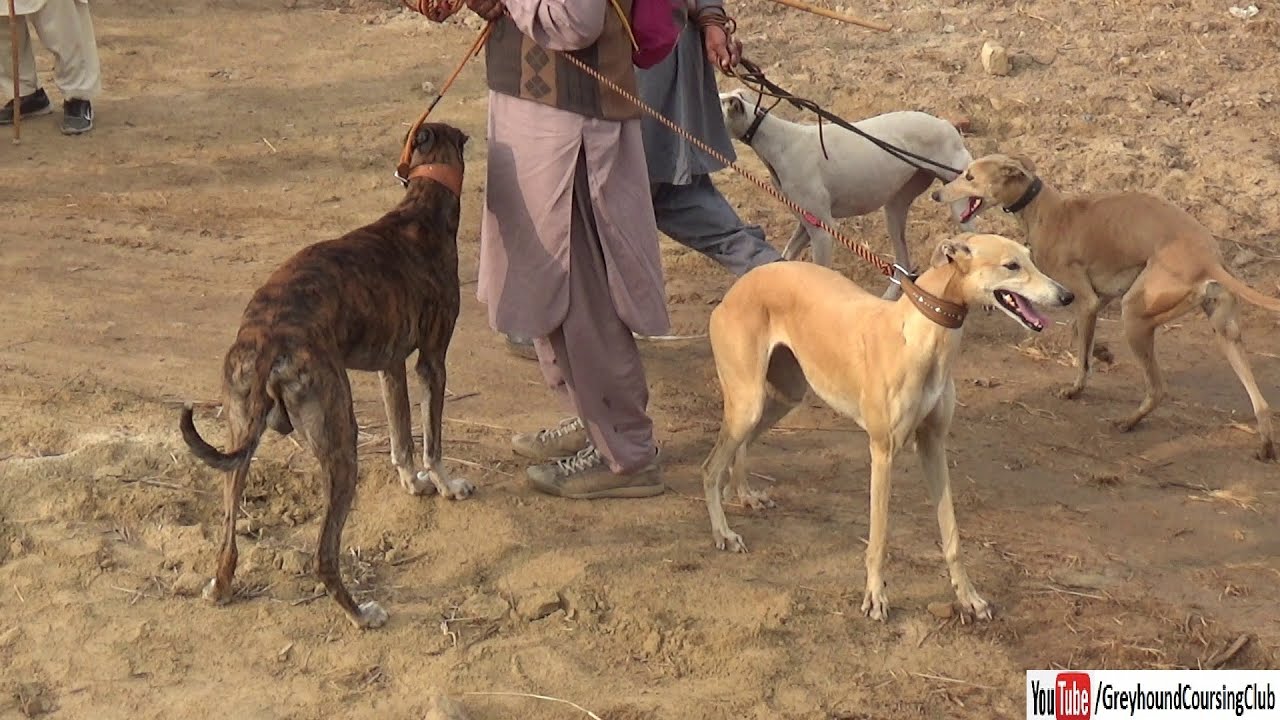 shikari dog short video | shikari kutta | hunting dogs in Pakistan ...