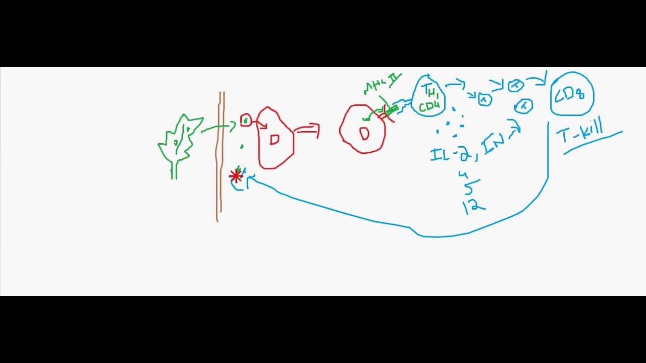 HYPERSENSITIVITY TYPE 4 delayed Type With Tuberculin Test Explanation YouTube hypersensitivity-type-4-delayed-type-with-tuberculin-test-explanation-youtube