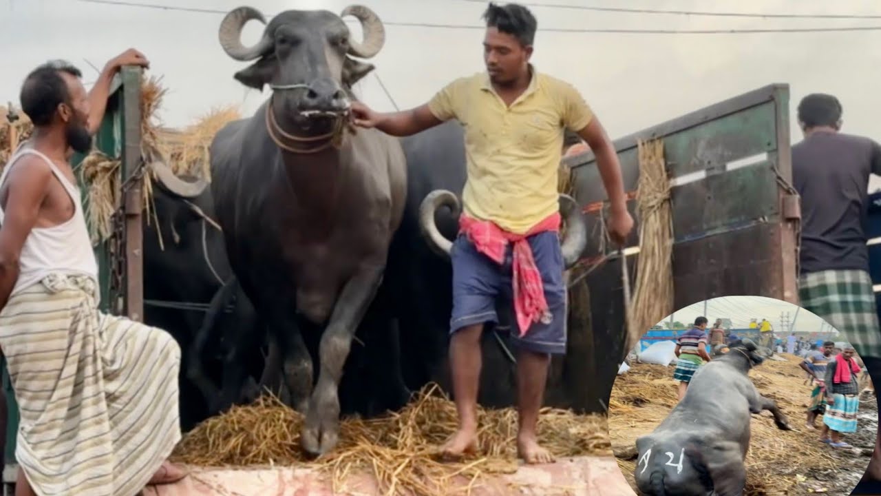 Unloading of buffaloes of gabtoli gorur haat 2023 | Gabtoli buffalo new ...