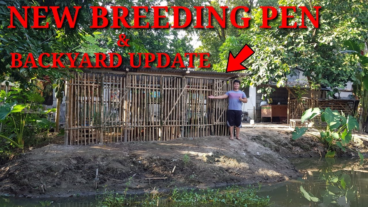 NEW BREEDING PEN AND BACKYARD UPDATE|BACKYARD FARMING|BUHAY PROBINSYA ...
