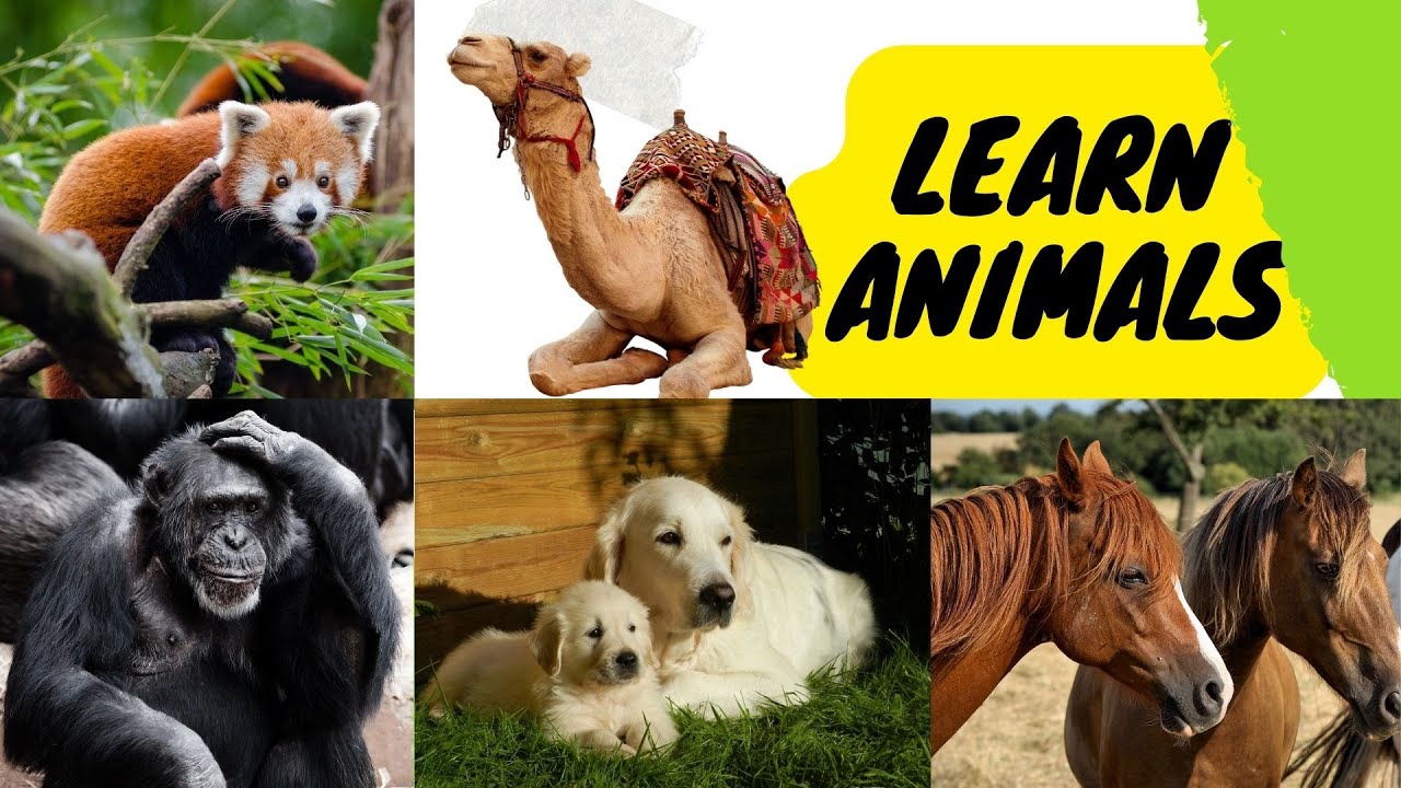 LEARN ANIMALS 3 I CHILDREN NURSERY RHYMES LEARNING #kidsvideo #children ...