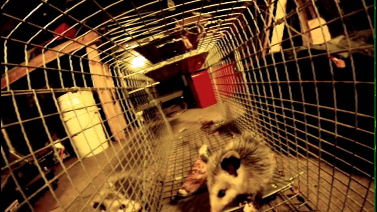 Trapping Opossums - Action Camera - YouTube