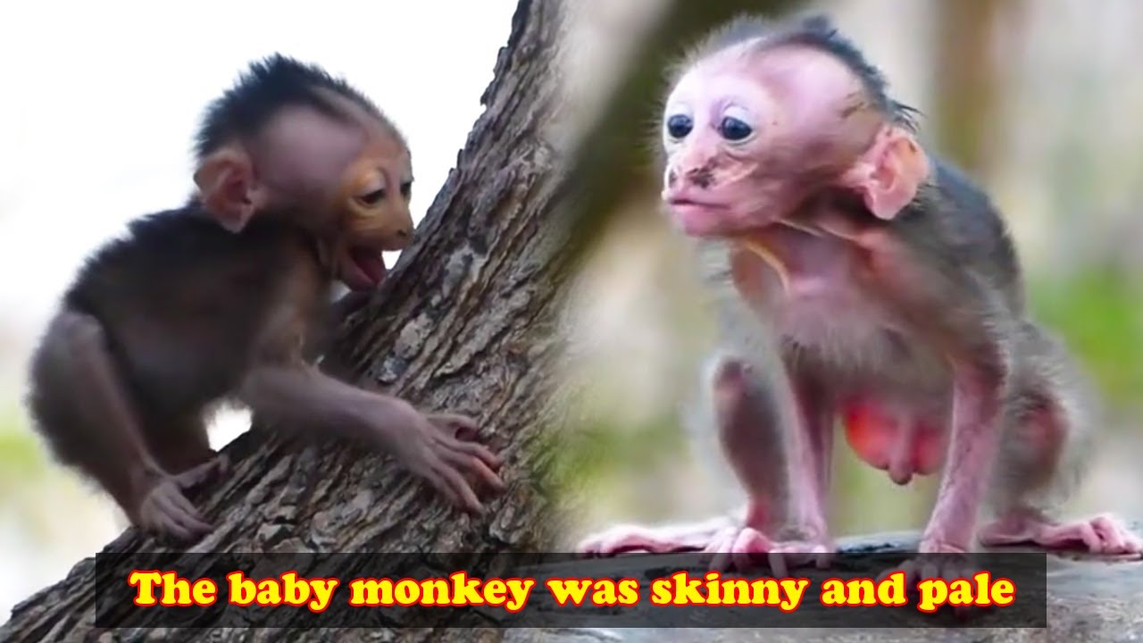 Monkey Chaplin looked very skinny because his mother monkey was ...