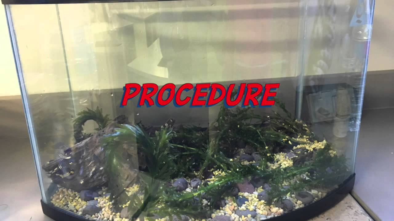 IB Biology Project Mesocosm YouTube ib-biology-project-mesocosm-youtube
