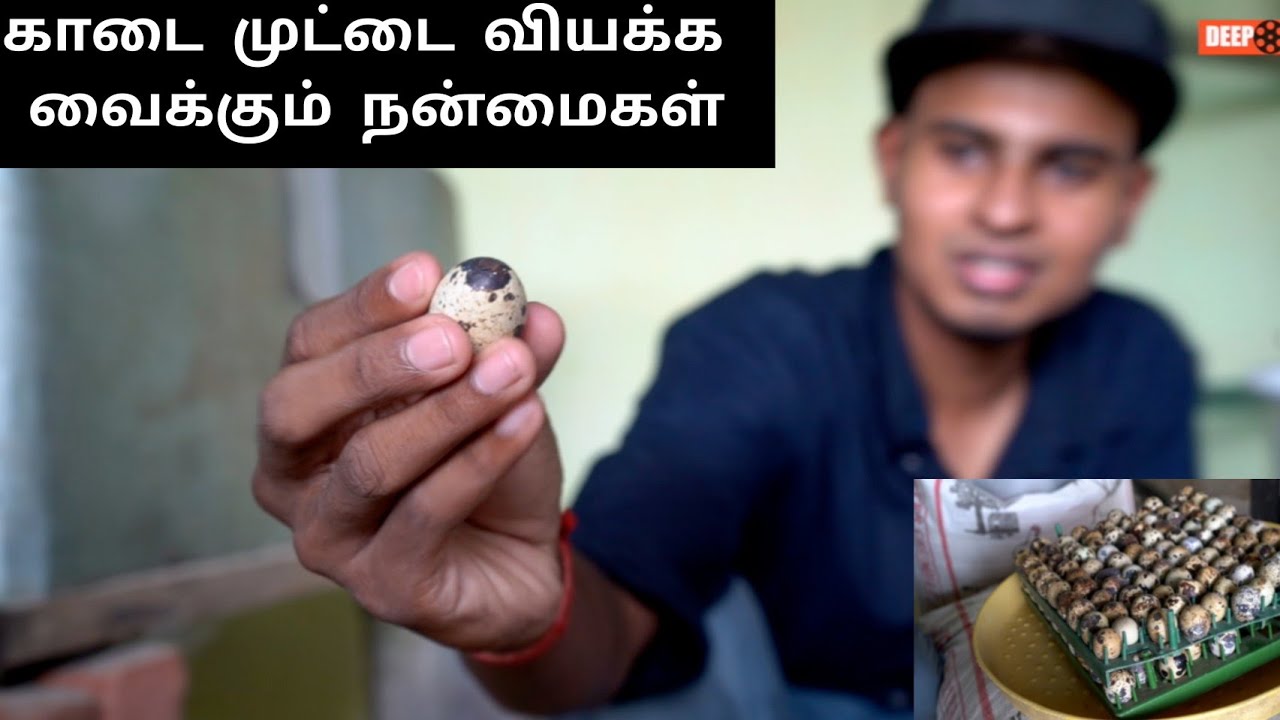 Health Benefits Of காடை முட்டை | kada muttai | Quail Eggs Tamil ...