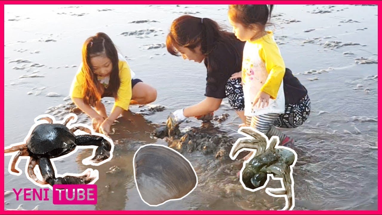 체험! 갯벌현장 | 예니레니의 갯벌방문기 | 조개캐기 | 밤게잡기 | 소라게잡기 | explore mudflat... [ 예니튜브 YENI TUBE ] - YouTube