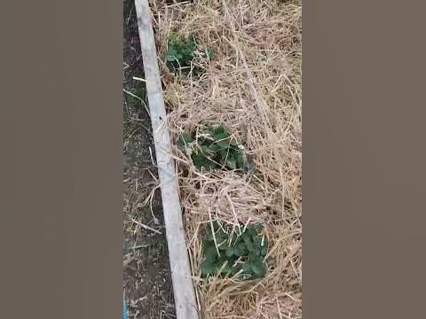 Мульча для клубники - YouTube