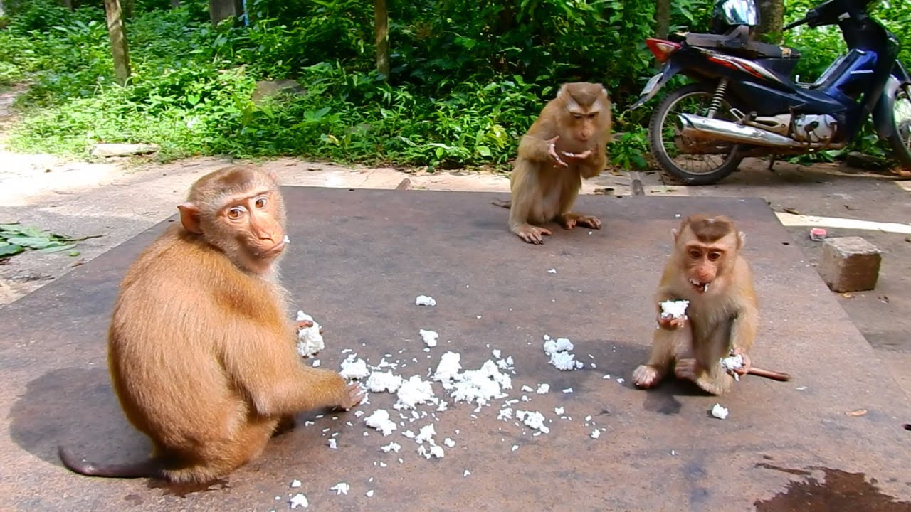 Monkeys eat rice so delicious. - YouTube