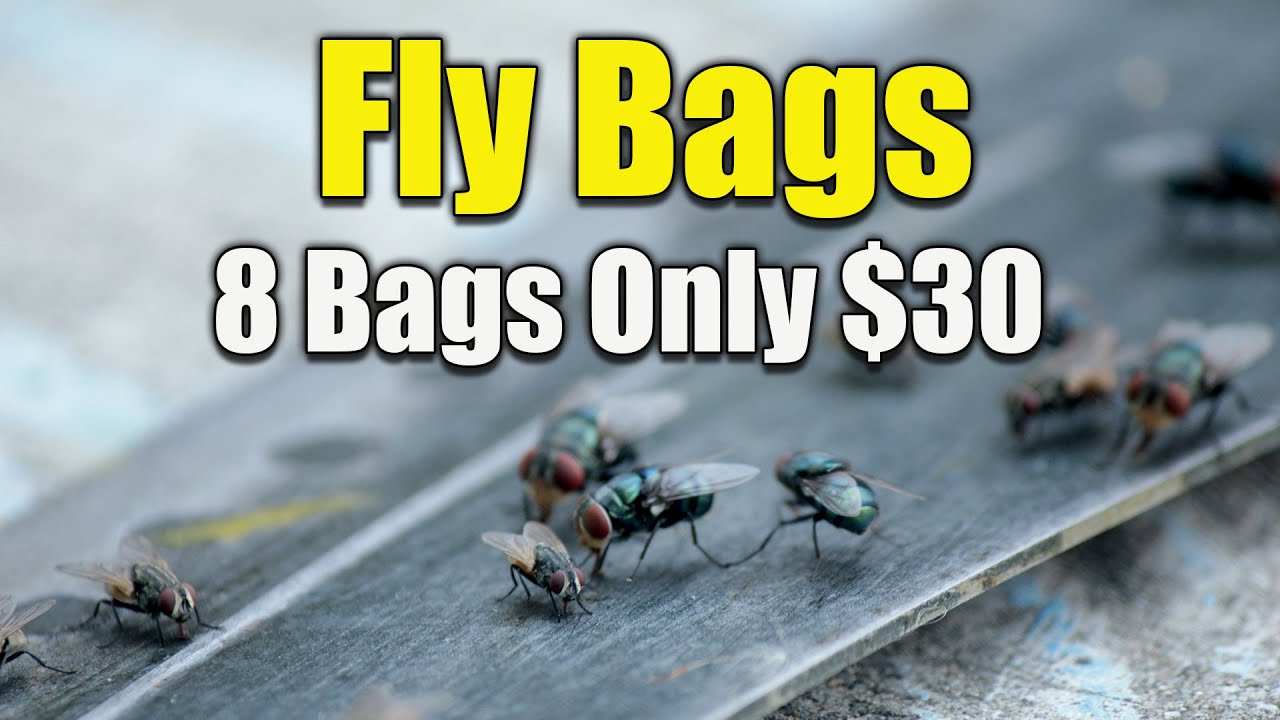 How to get rid of flies - Cheap Fly Bags - YouTube