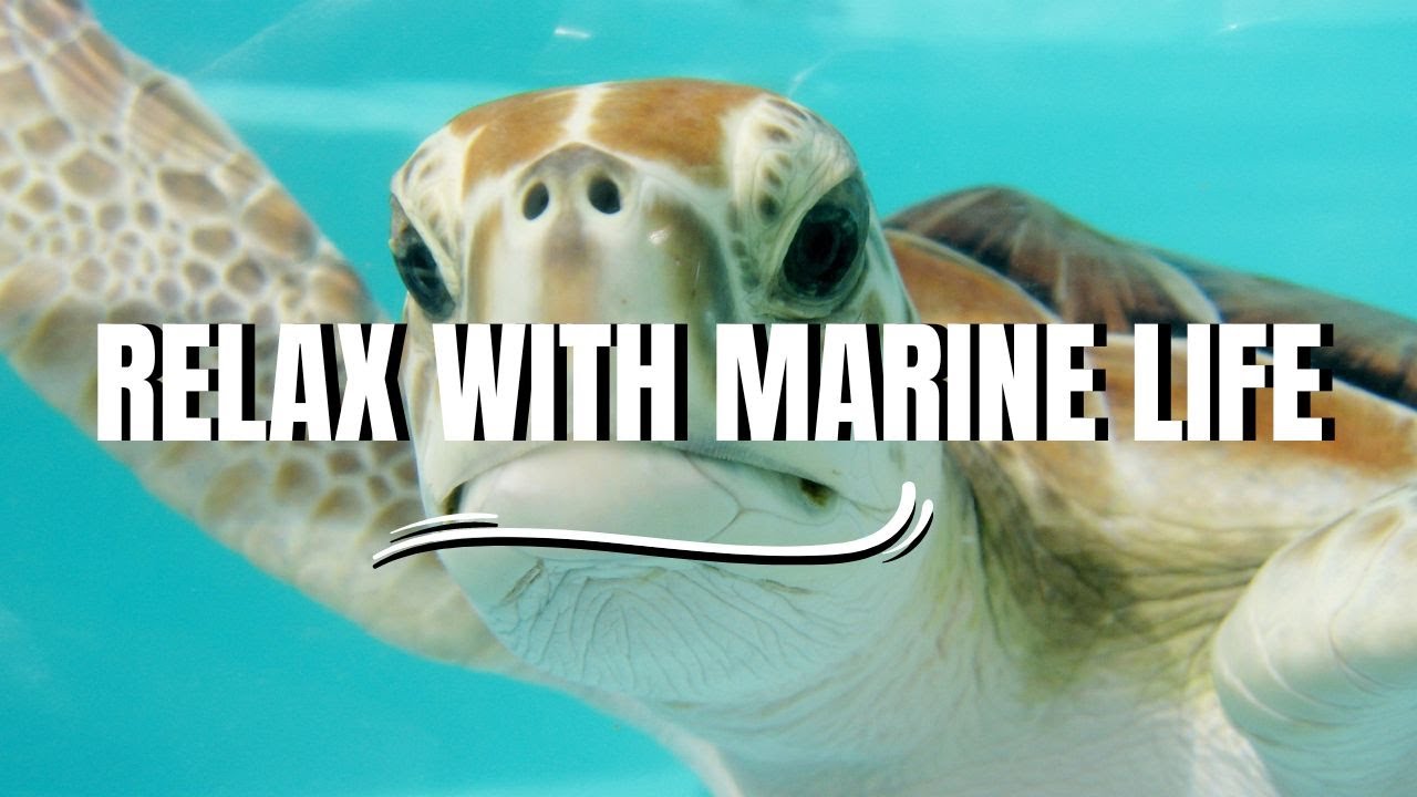 RELAX LISTENING TO CLASSICAL MUSIC AND WATCHING THE MARINE WORLD AND ...