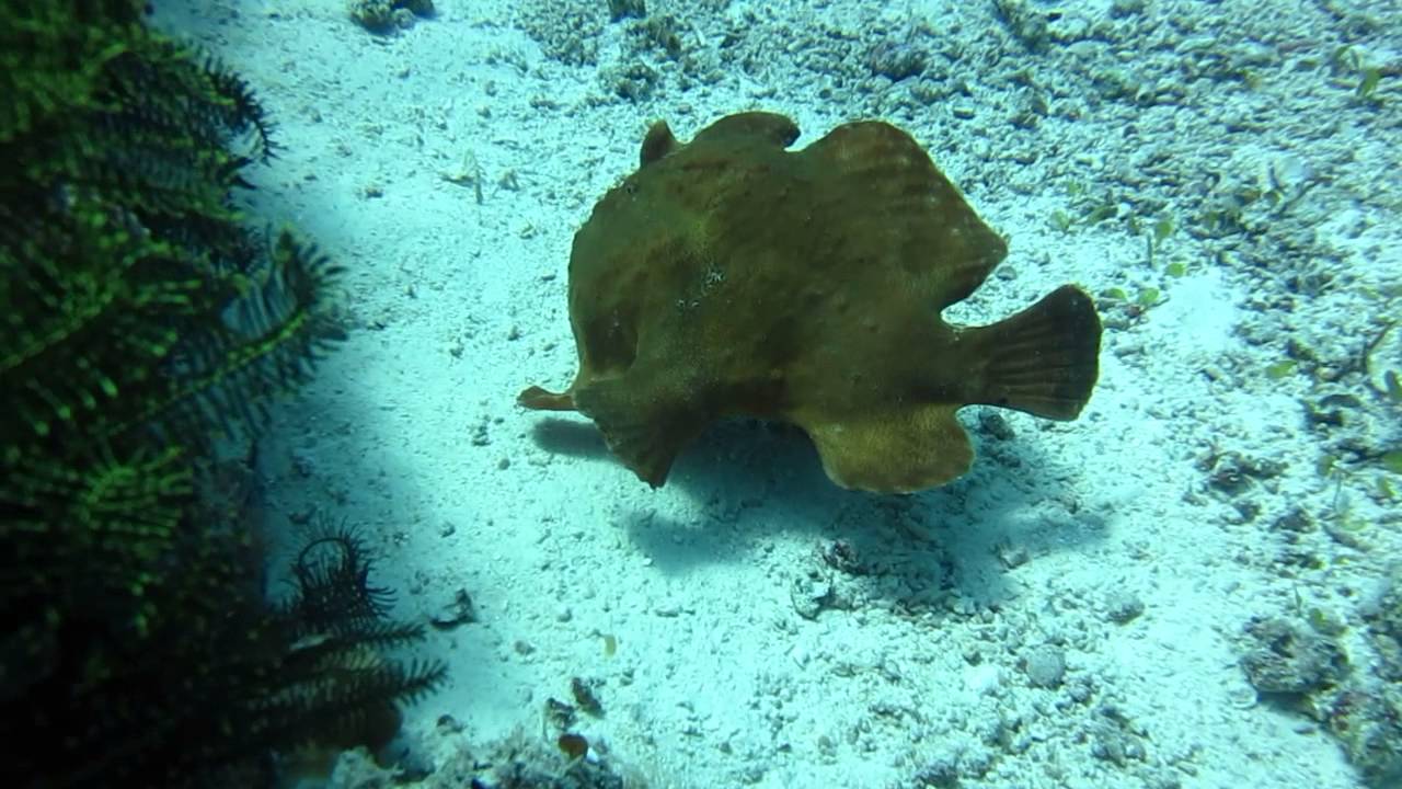 BARRACUDA BUCEO ALONA BEACH PANGLAO BOHOL BROWN FROGFISH SWIMMING - YouTube