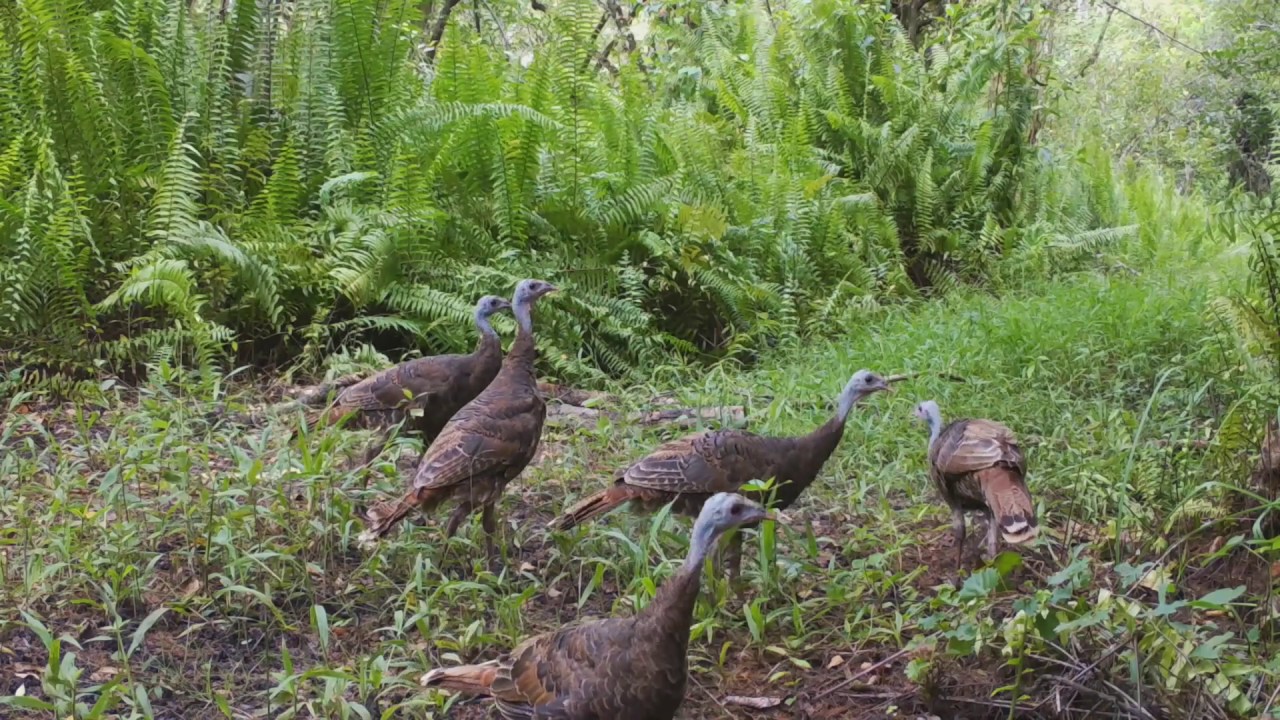 Wild Turkeys In The Swamp - YouTube