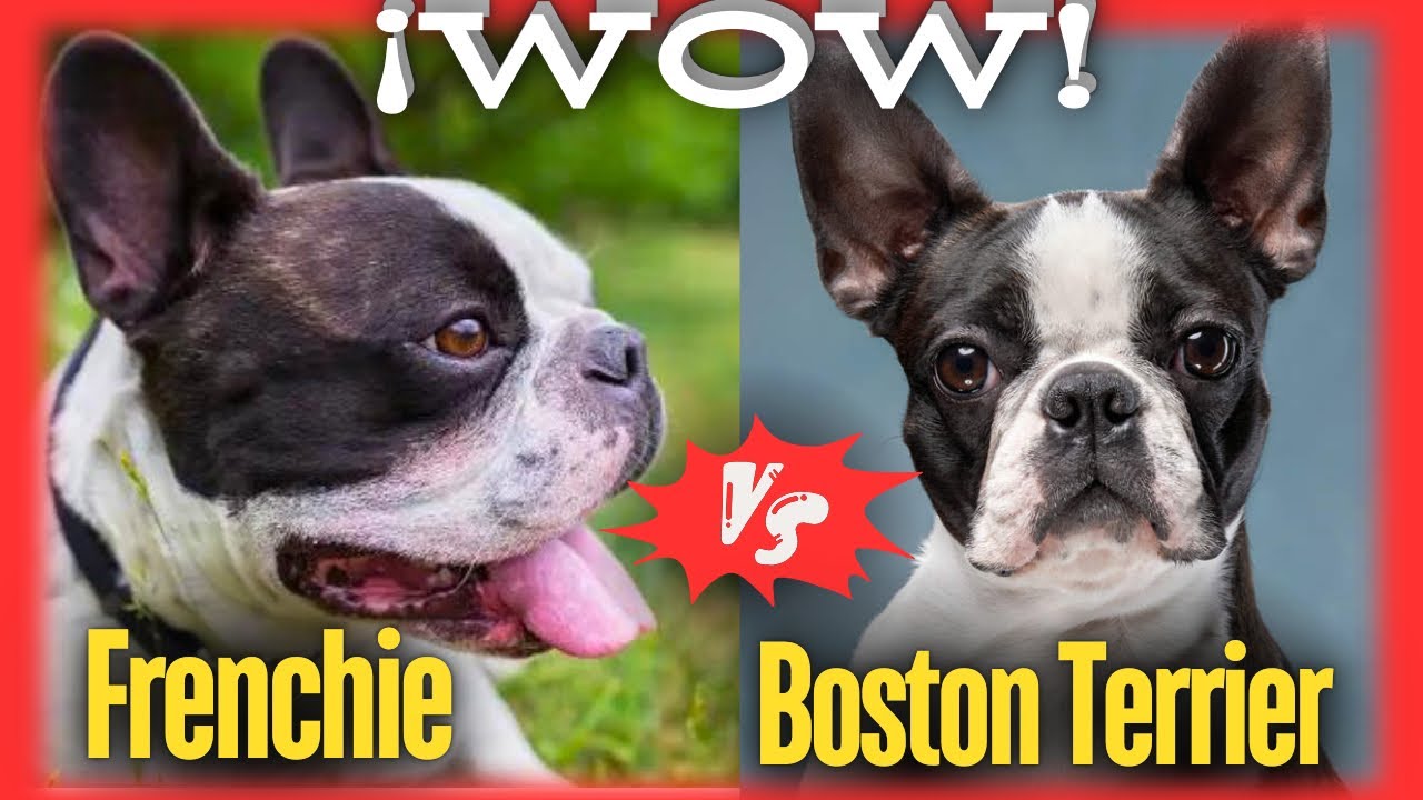Como Diferenciar Entre Bulldog Frances Y Boston Terrier