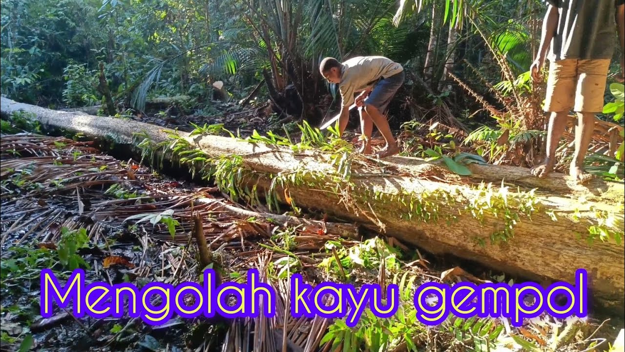 MENGOLAH KAYU GEMPOL ‼️MENGGUNAKAN GERGAJI MESIN CHAINSAW STHILL 070 # ...