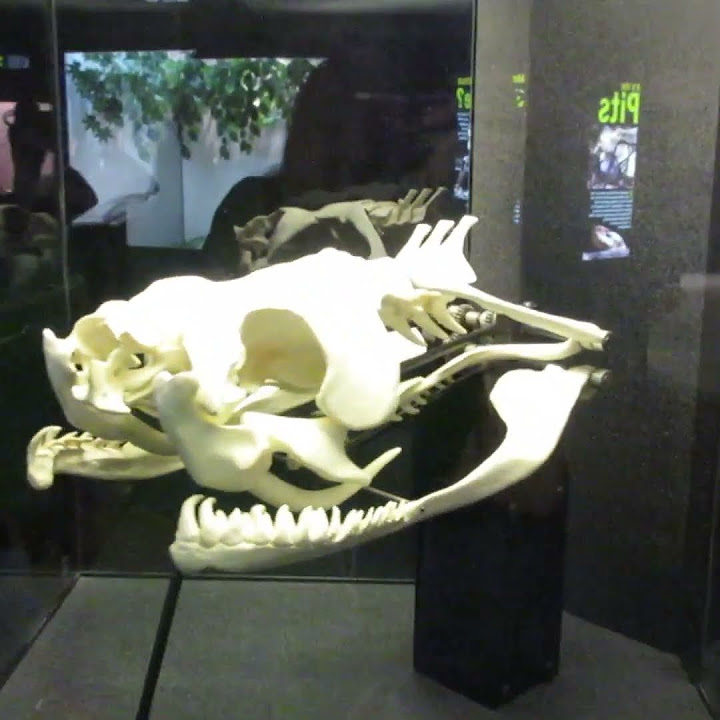 This is How a Giant Snake's Jaw Works!!! #snake #boaconstrictor # ...