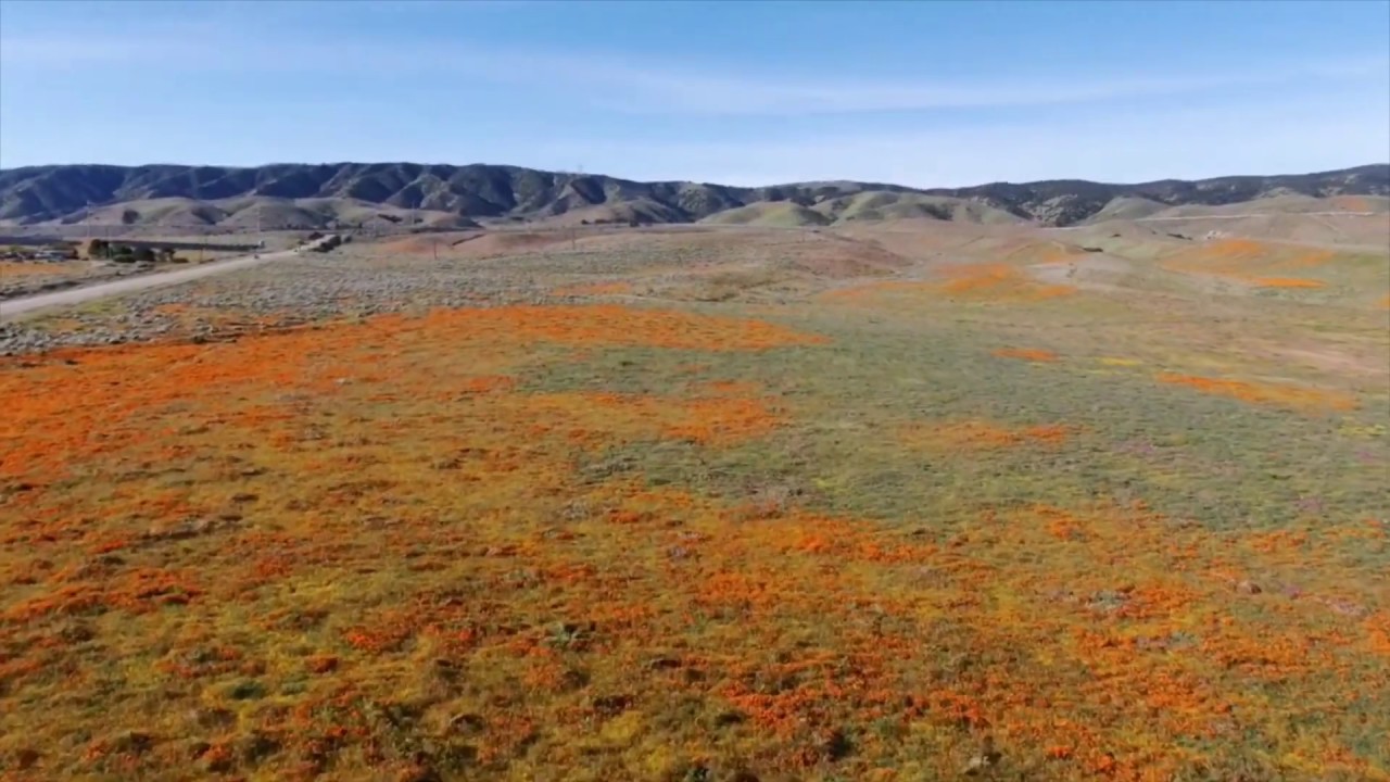 California Wildflowers and Solar Farms - YouTube