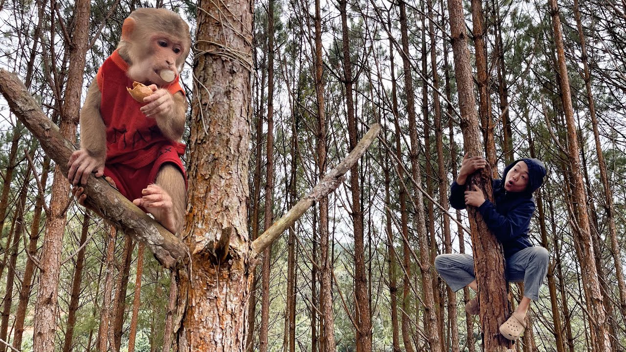 So funny! monkey max secretly stole fruit escaped into forest. - YouTube