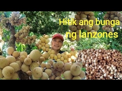 Pagtulong mag harvest sa taniman nila itay at inay ng Lanzones - YouTube