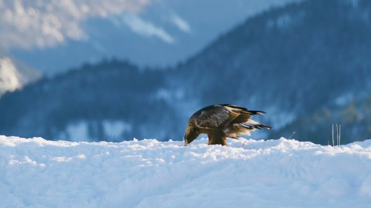 smallest eagle in the world - YouTube