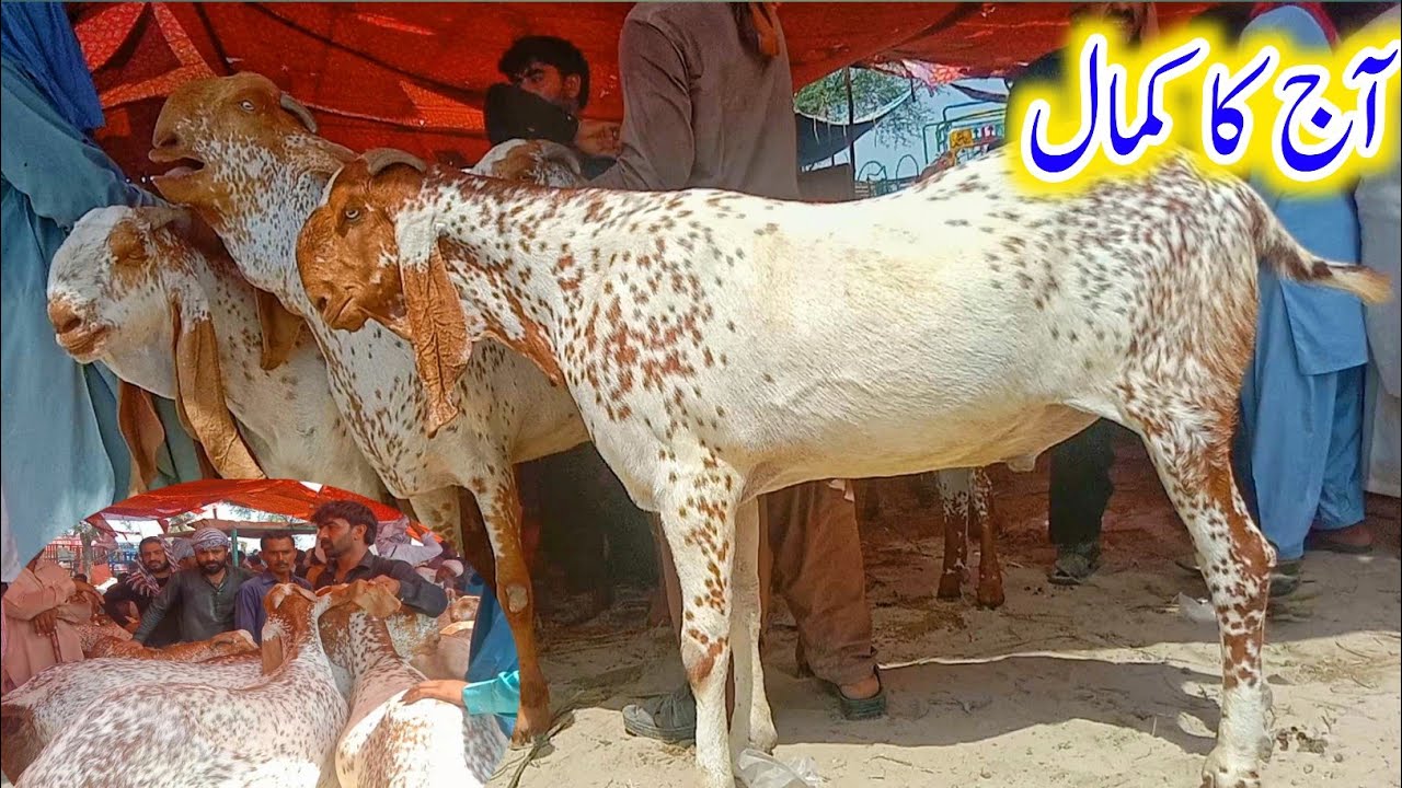 Madrasa bakra mandi Pakistan|Makhi cheene heavy weight bakre qurbani wale fresh rate by Shahzad ...