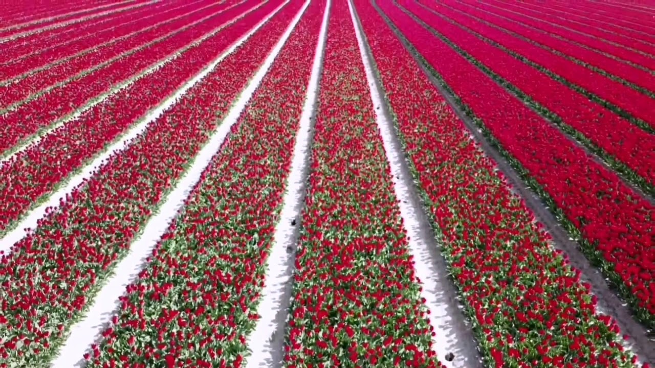 Bollenvelden / Tulpenvelden - flowerfields - YouTube