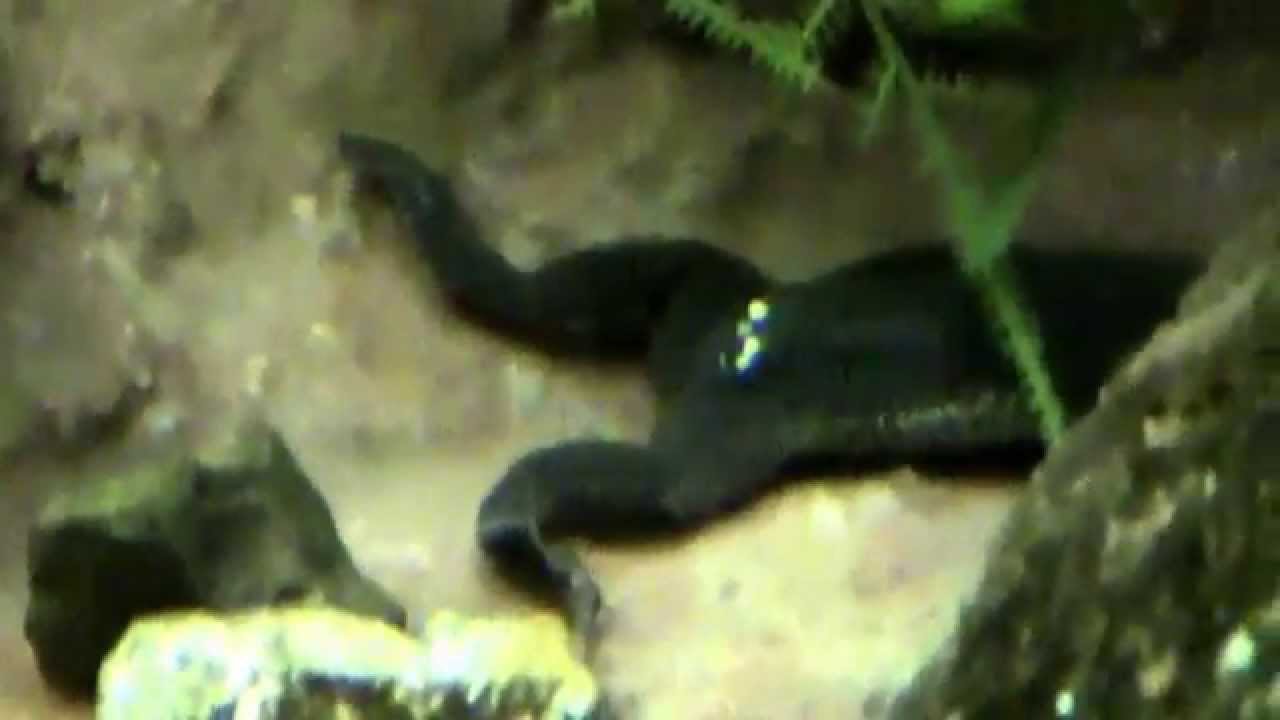 Surinam Toad, Pipa pipa, With Eggs On It's Back. - YouTube