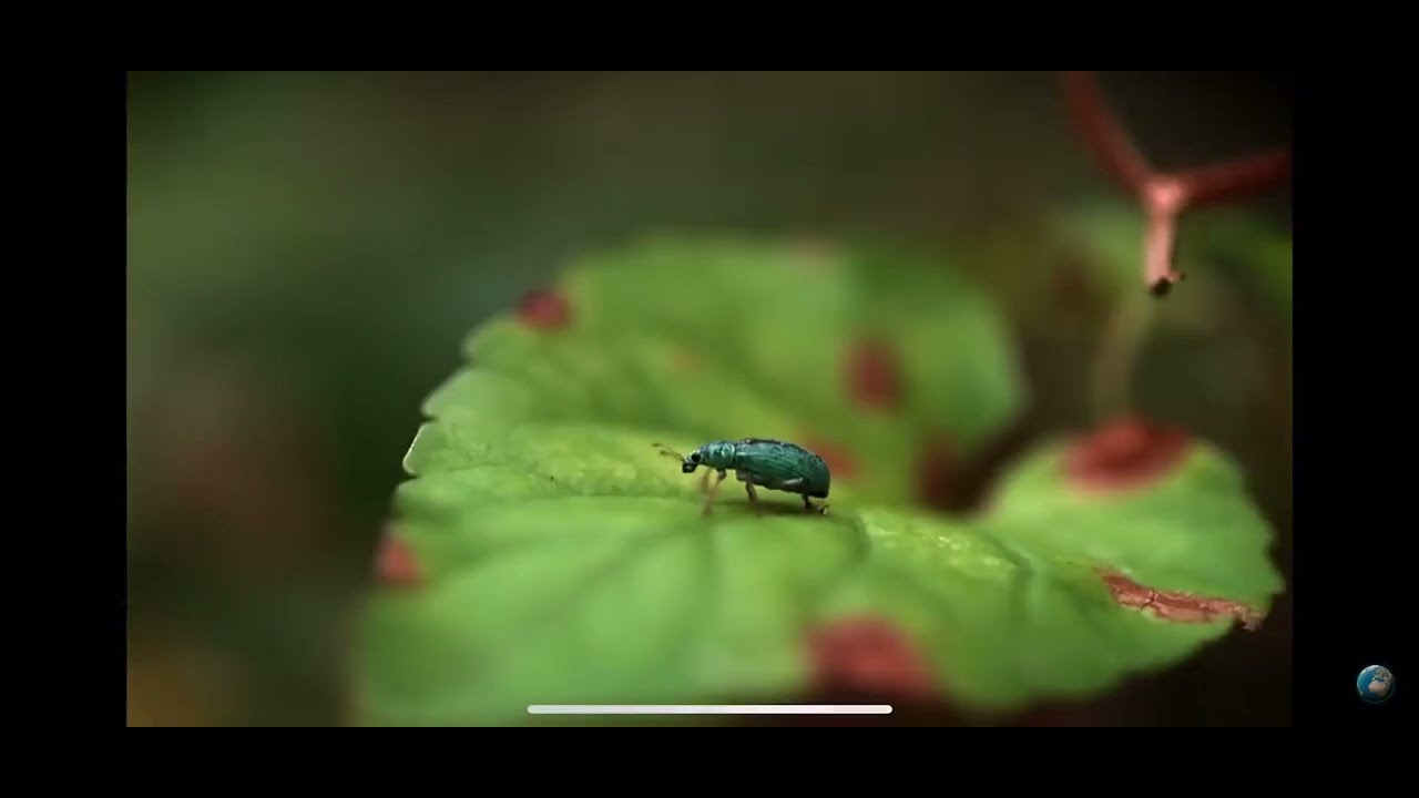 weevil falls off leaf with goofy ahh sounds - YouTube