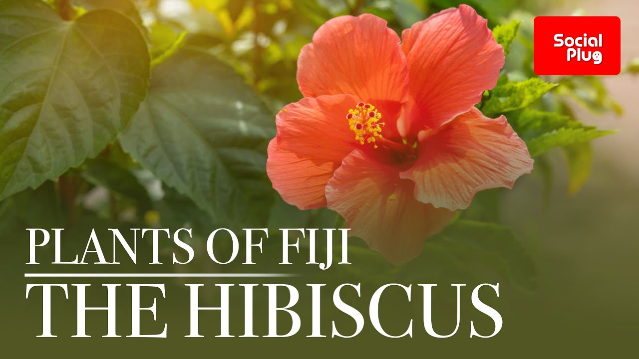The Hibiscus - Plants of Fiji - YouTube