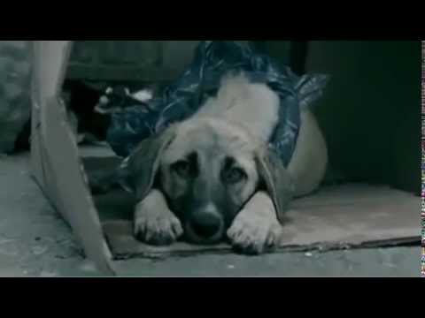 BGD - Köpeklere Değer Verelim