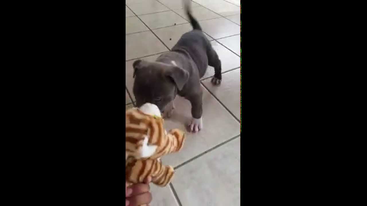 PIT BULL VS. TIGER - YouTube