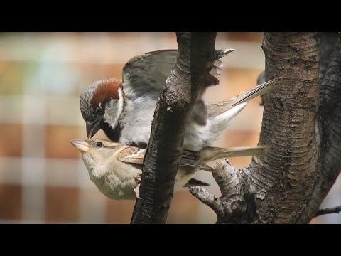 Breeding House Sparrows