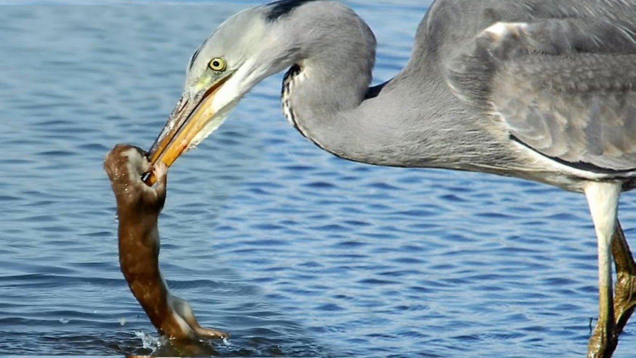 17 Ataques Extremos em que poderosas garças mostraram suas habilidades ...