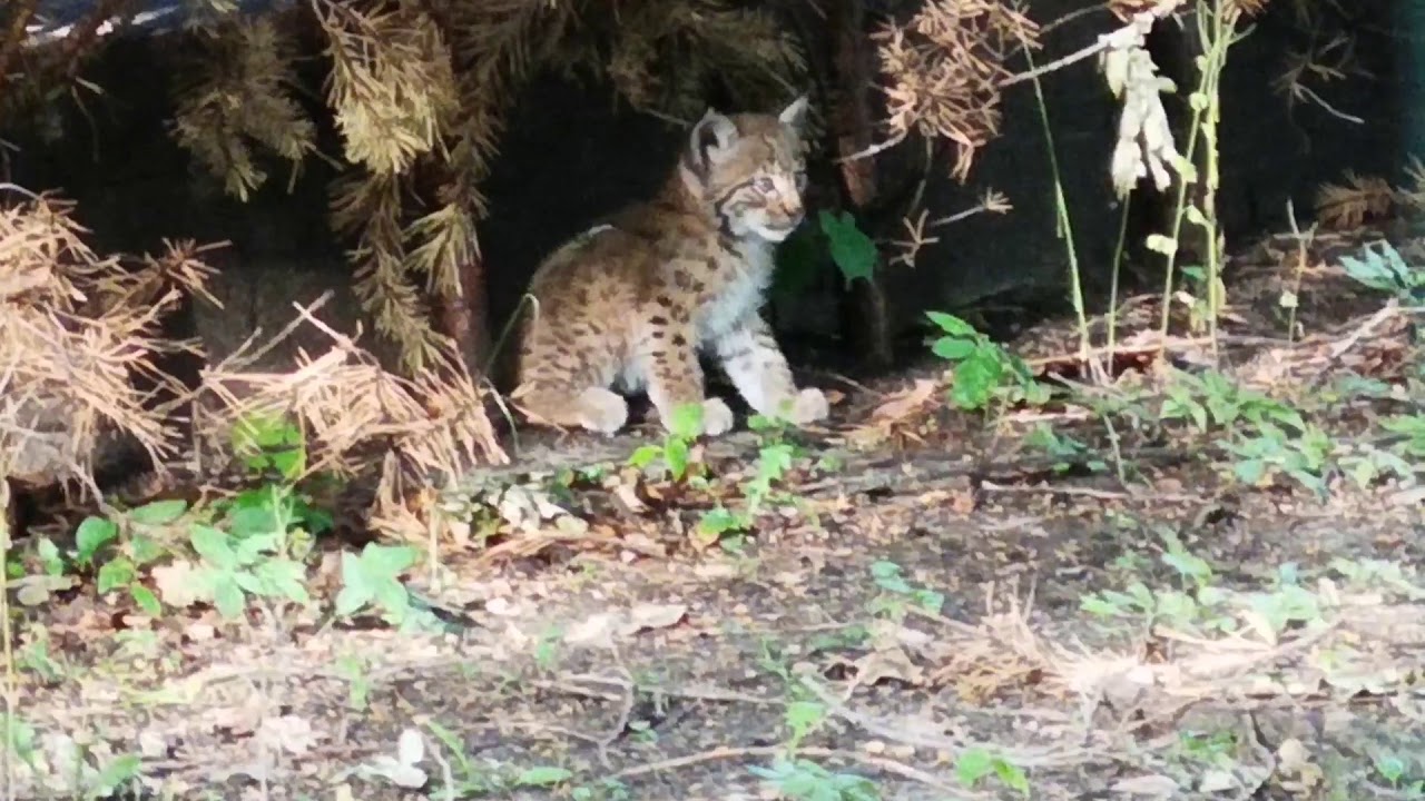 Luchs Babys - YouTube