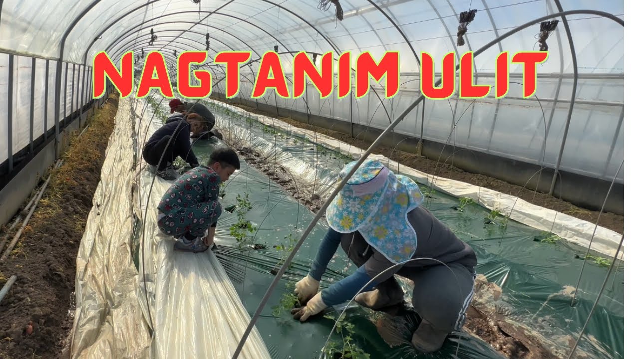 NAGTANIM ULIT NG KAMATIS - YouTube