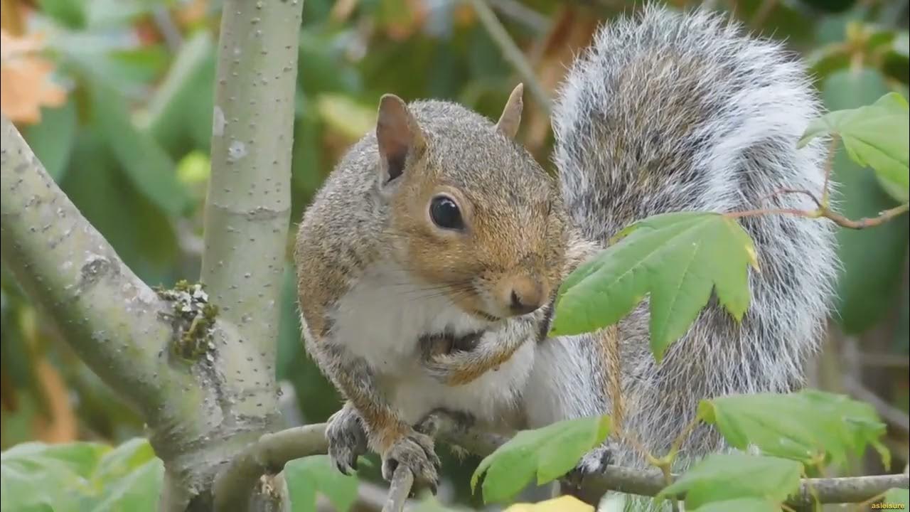 Squirrels. Episode 80. Younger and older squirrels. - YouTube