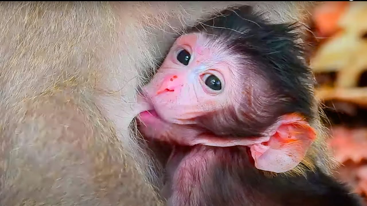 BABY NADA SO ADORABLE LITTLE GRAYSON TRY FAST TO DRINK SWEET MILK MOMMY ...