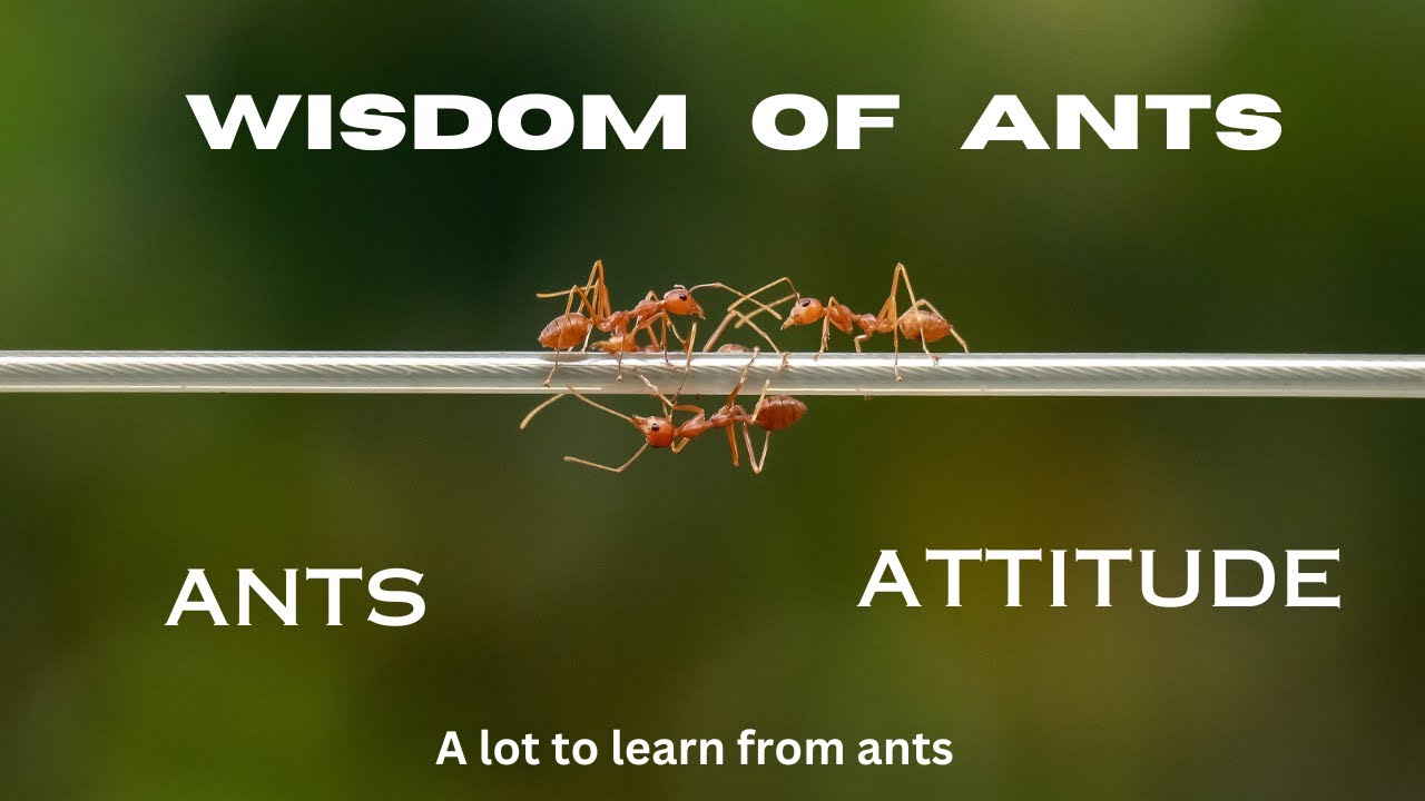 Wisdom Of The Ants - Best Motivational Video | #ants #teamwork # ...