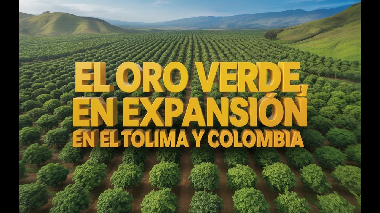 EL ORO VERDE EN PLENO CRECIMIENTO - YouTube