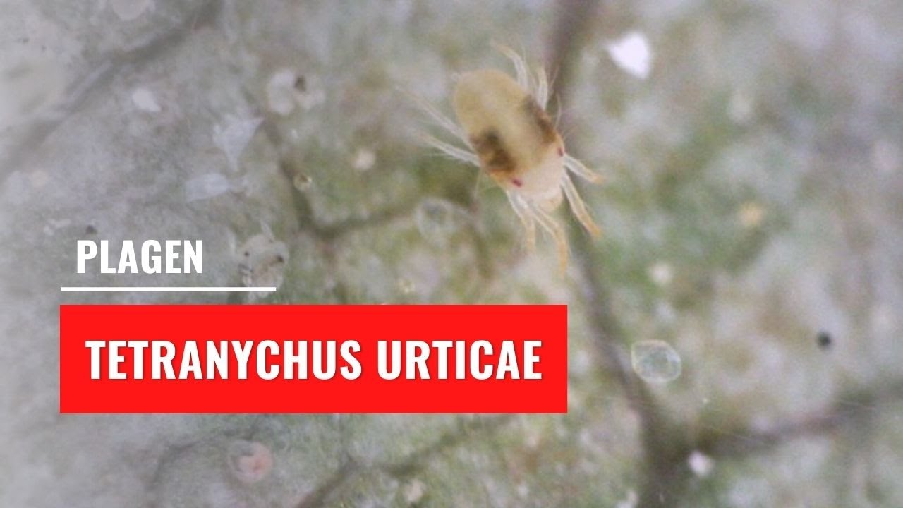 Spint - Tetranychus urticae | Plagen - YouTube