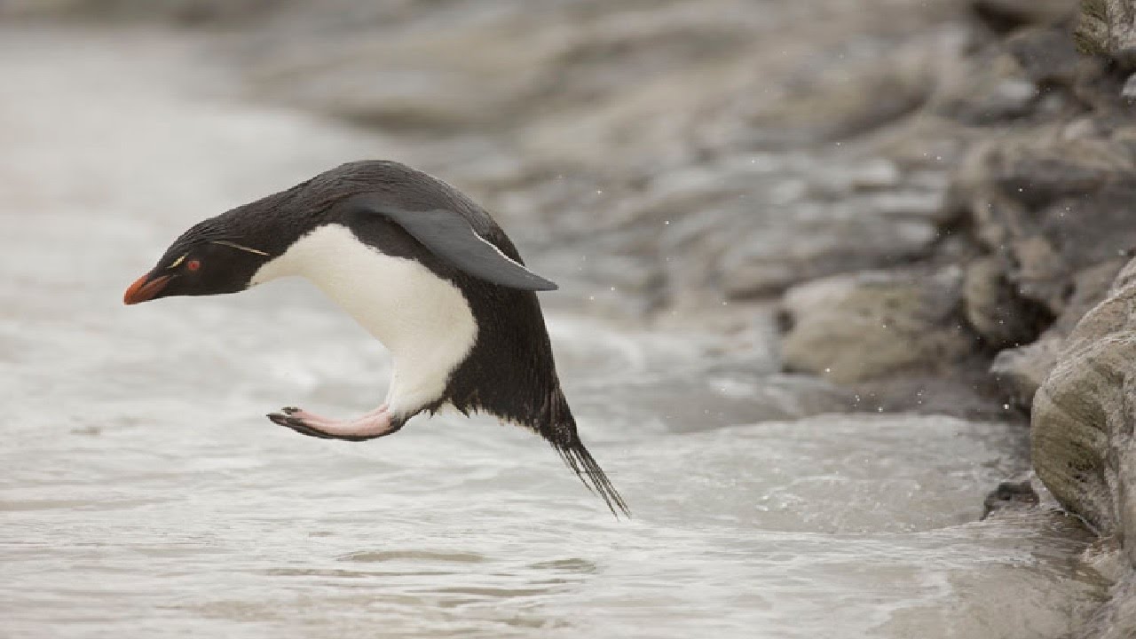 Funny Penguin Falling - Try Not To Laugh - Best Funny - YouTube