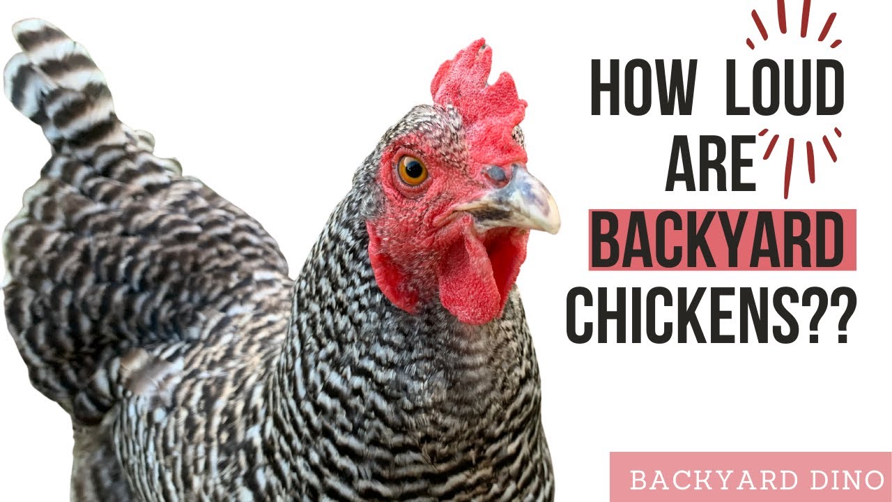 Beginner's Guide on What Noises to Expect with Backyard Chickens - How ...